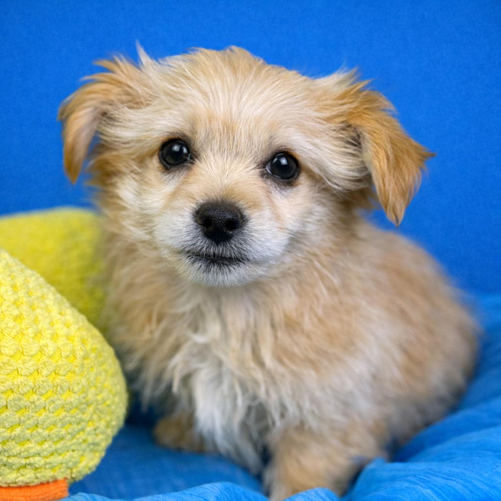 Shortbread: The Little Teddy Bear With a Heart of Gold. - Adoptable Pet ...