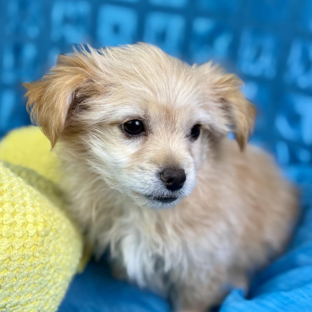 Shortbread: The Little Teddy Bear With a Heart of Gold. - Adoptable Pet ...