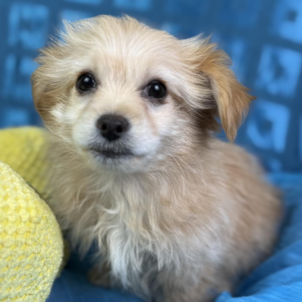 Shortbread: The Little Teddy Bear With a Heart of Gold. - Adoptable Pet ...
