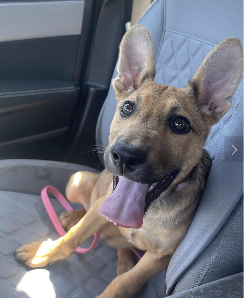 Dog for adoption - Azula, a German Shepherd Dog Mix in Elk Grove, CA ...