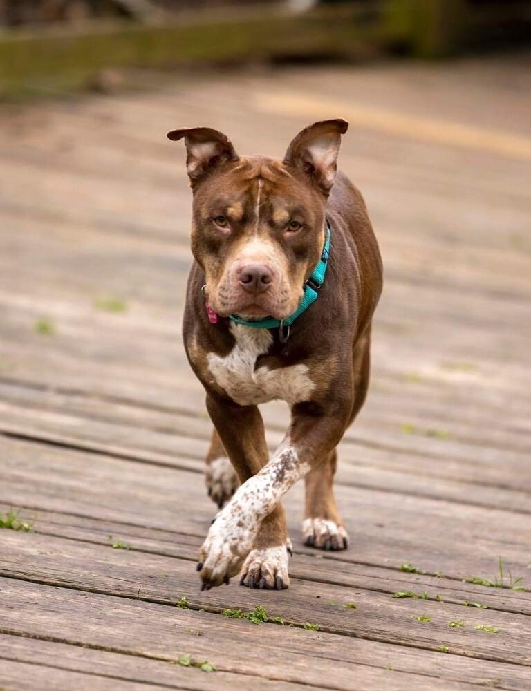 Dog for adoption - Beau Beary the happiest handsome boy, a Pit Bull ...