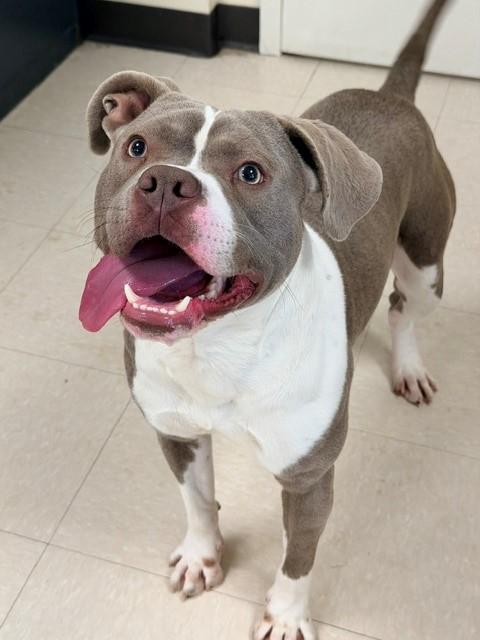 Merlin - Adoptable Pet | Petfinder | Petfinder