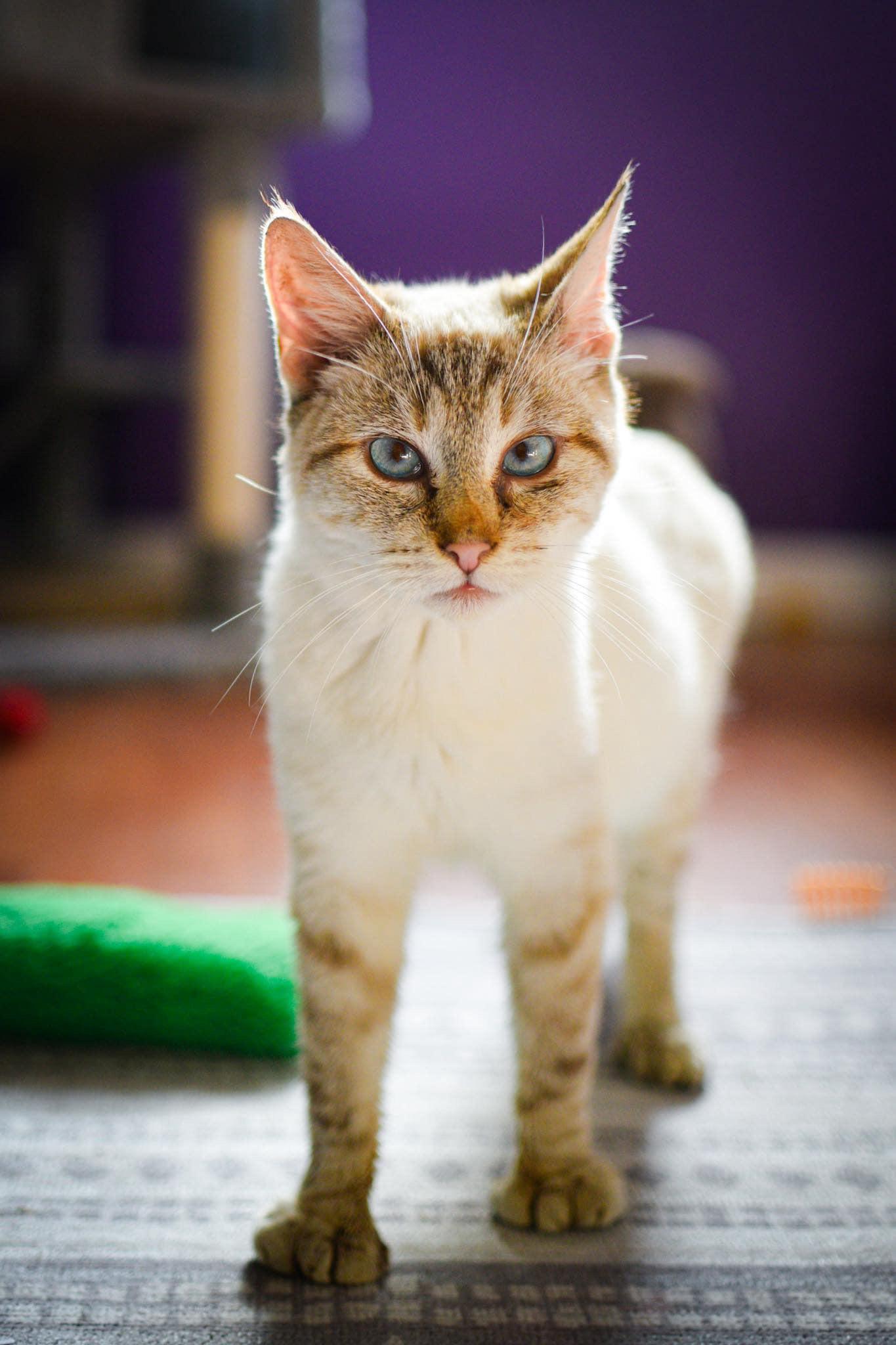 Cat for adoption - Toulouse, a Siamese in Napa, CA | Petfinder