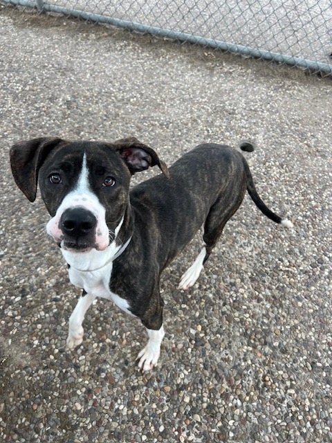 Dog for adoption - Trina, a Pit Bull Terrier in Rolla, MO | Petfinder