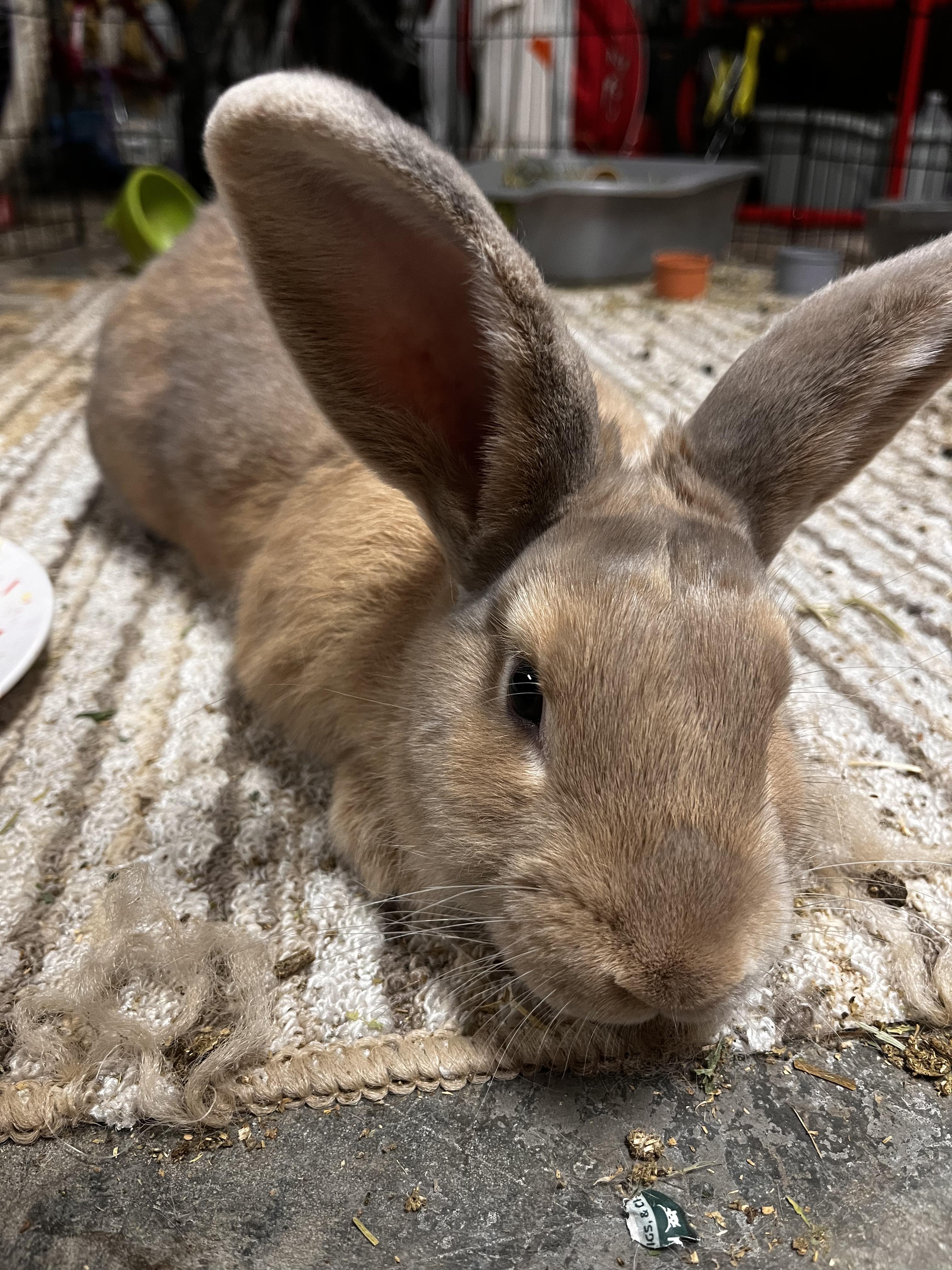 Rabbit for adoption - Jacob, a Bunny Rabbit Mix in Cookeville, TN ...