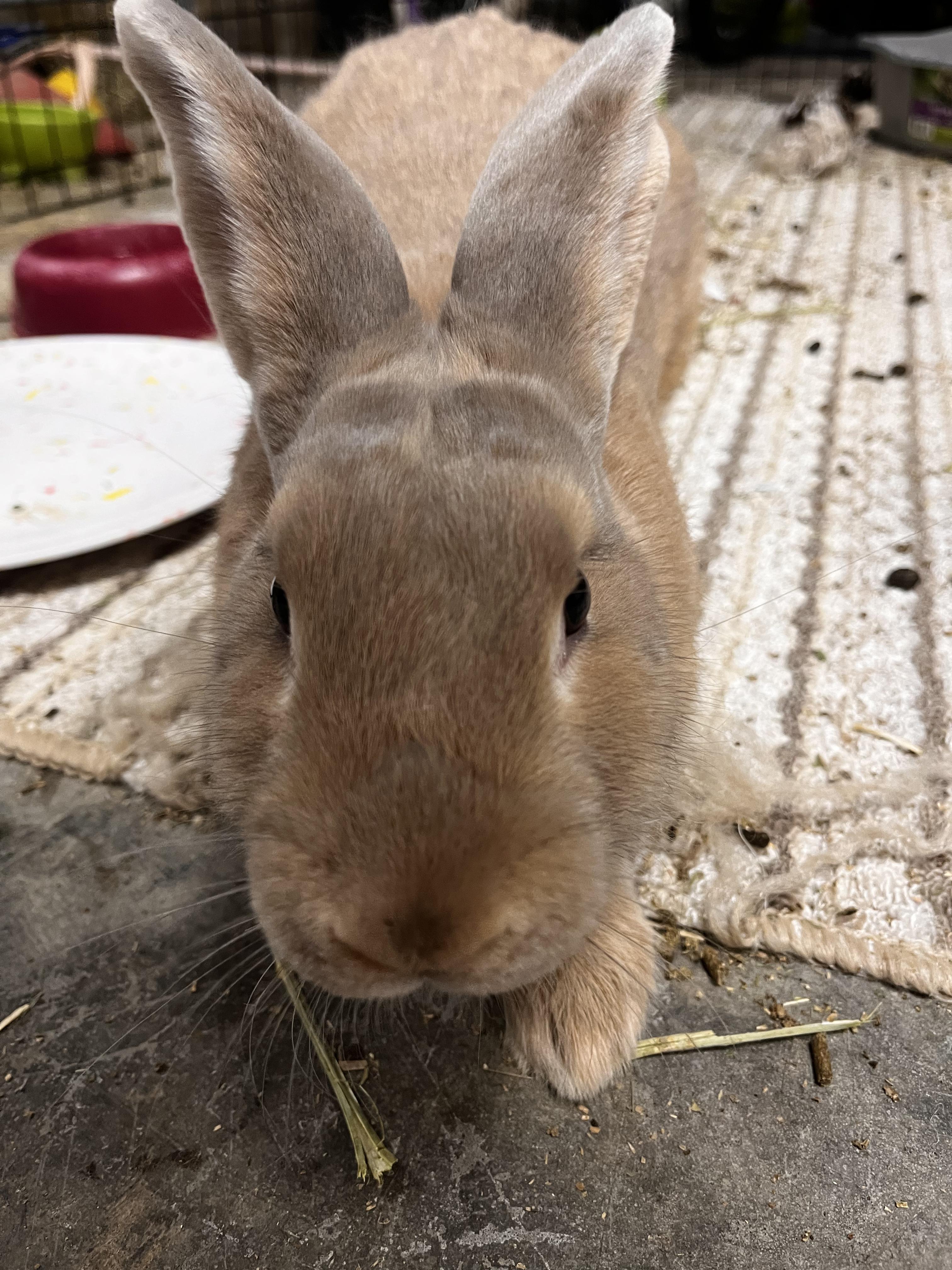 Rabbit for adoption - Jacob, a Bunny Rabbit Mix in Cookeville, TN ...