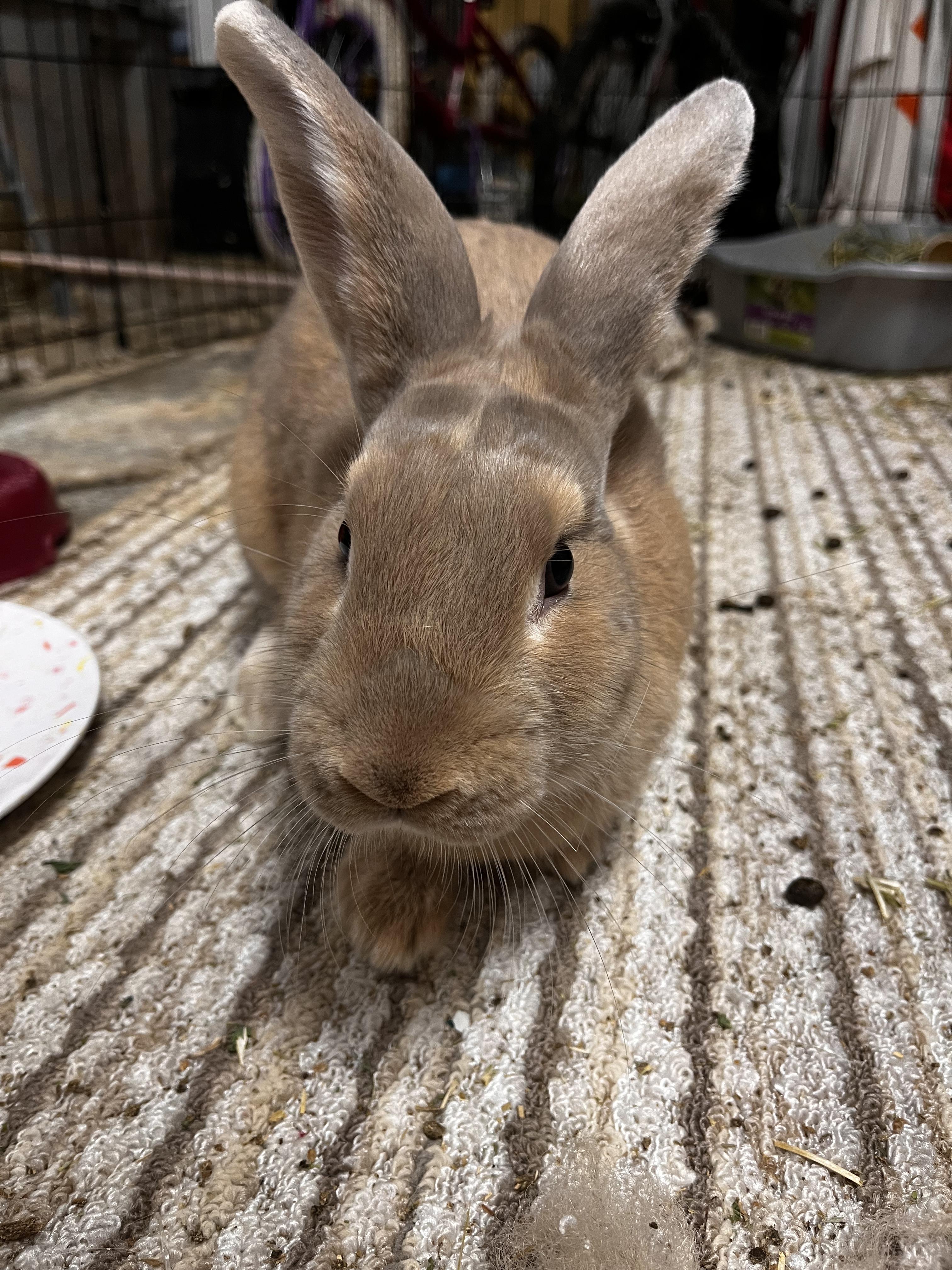 Rabbit for adoption - Jacob, a Bunny Rabbit Mix in Cookeville, TN ...