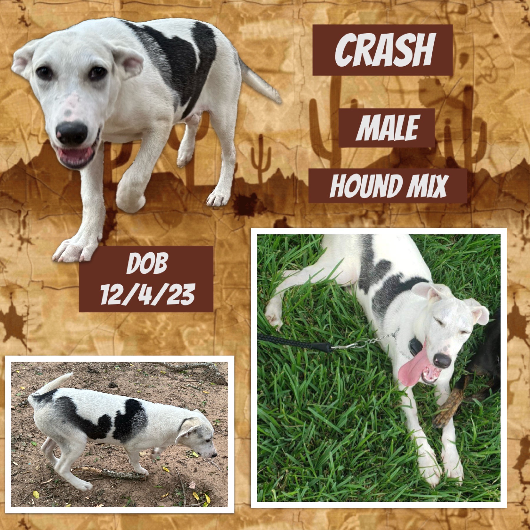 Dog for adoption - Crash, an American Foxhound & German Shepherd Dog ...