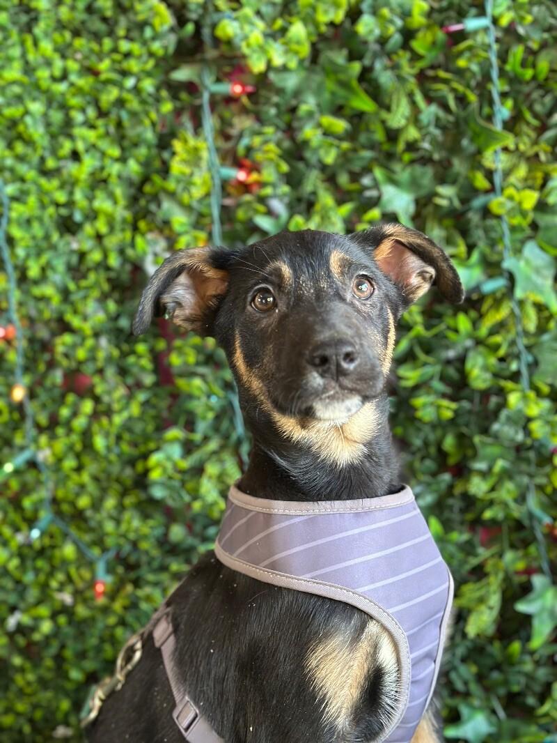 Dog for adoption - Ducky, a German Pinscher & Labrador Retriever Mix in ...