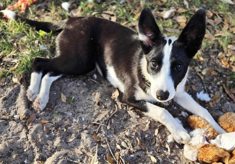Dog for adoption - Bo Derek, a Border Collie Mix in Palm Harbor, FL ...