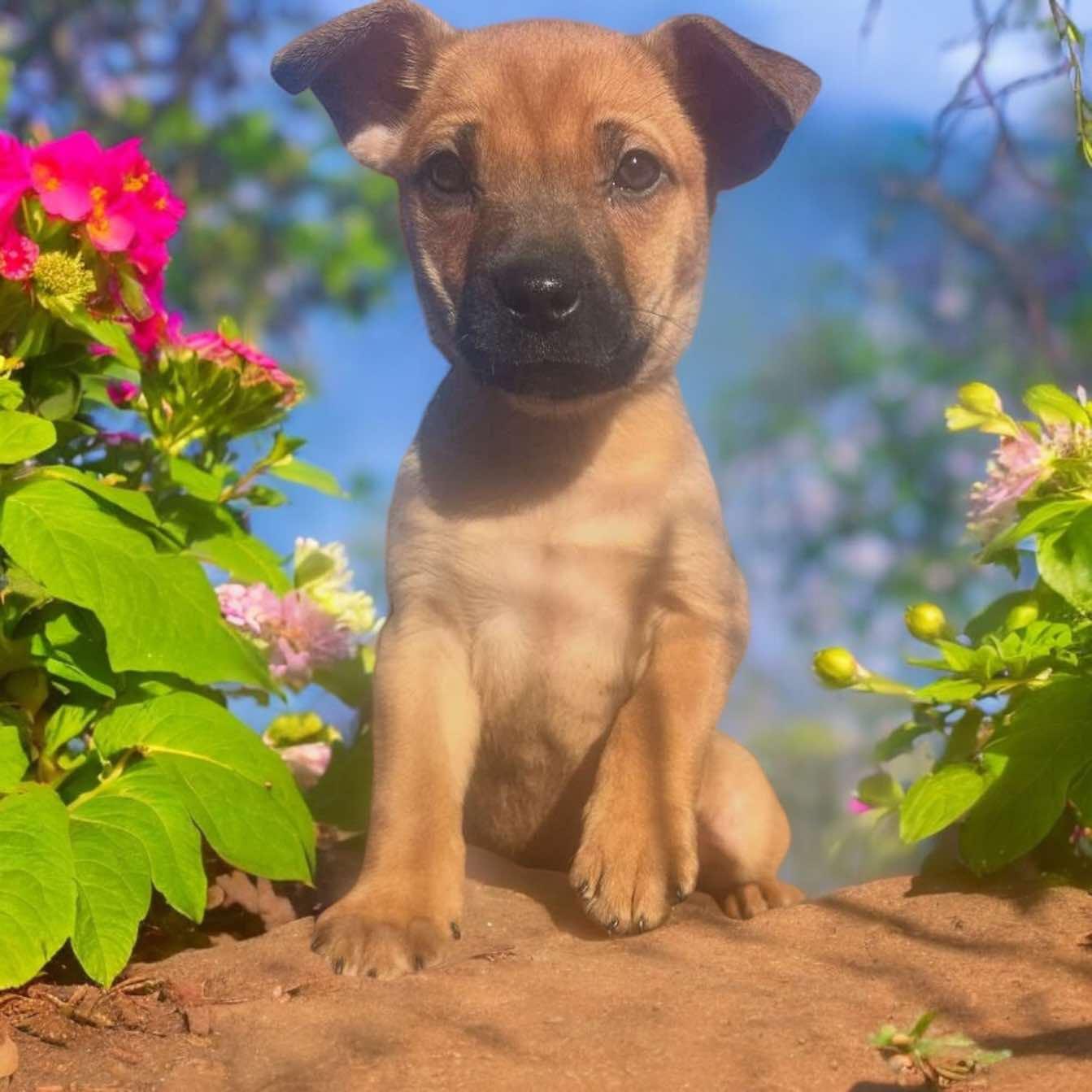 Dog for adoption - Maisie, a Pit Bull Terrier & Shepherd Mix in ...