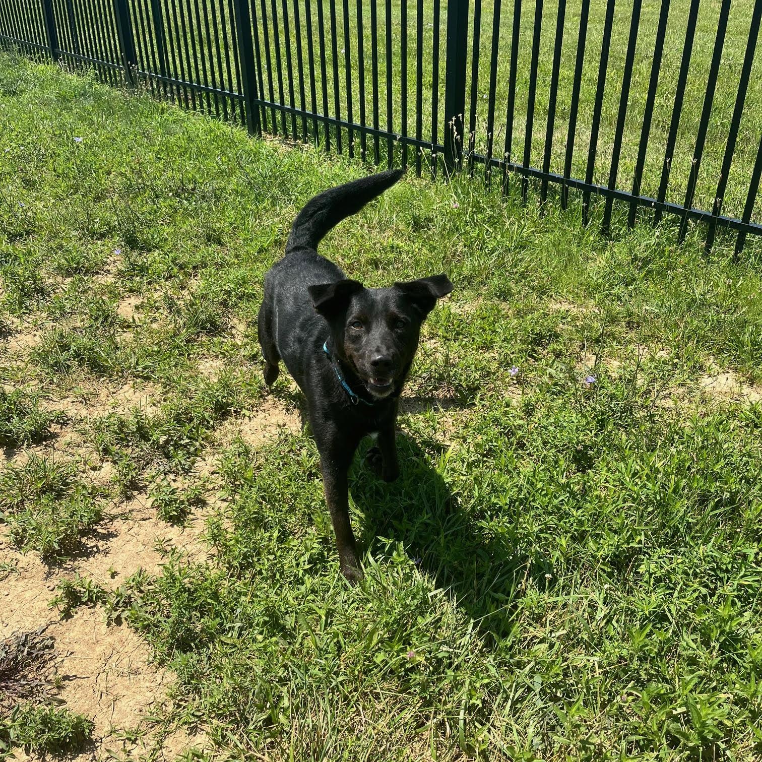 Dog for adoption - Taryn, a Retriever Mix in West Jefferson, OH | Petfinder
