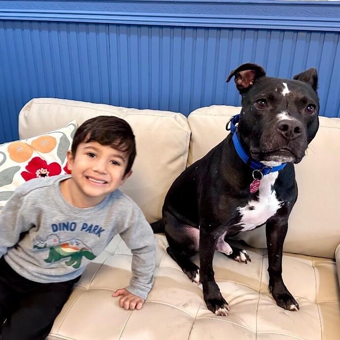 Dog for adoption - Banjo Riddle Sweet Eyes silly ears, a Pit Bull ...