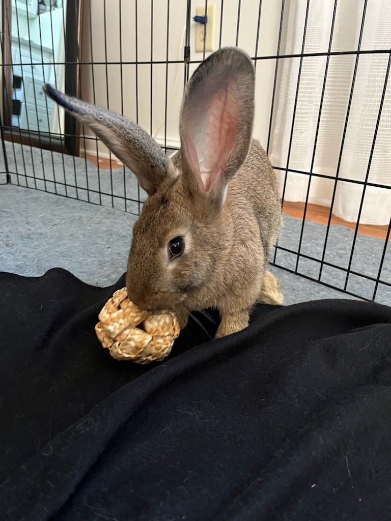 Rabbit for adoption - Coco Chanel & Gucci, a Flemish Giant & Chinchilla ...