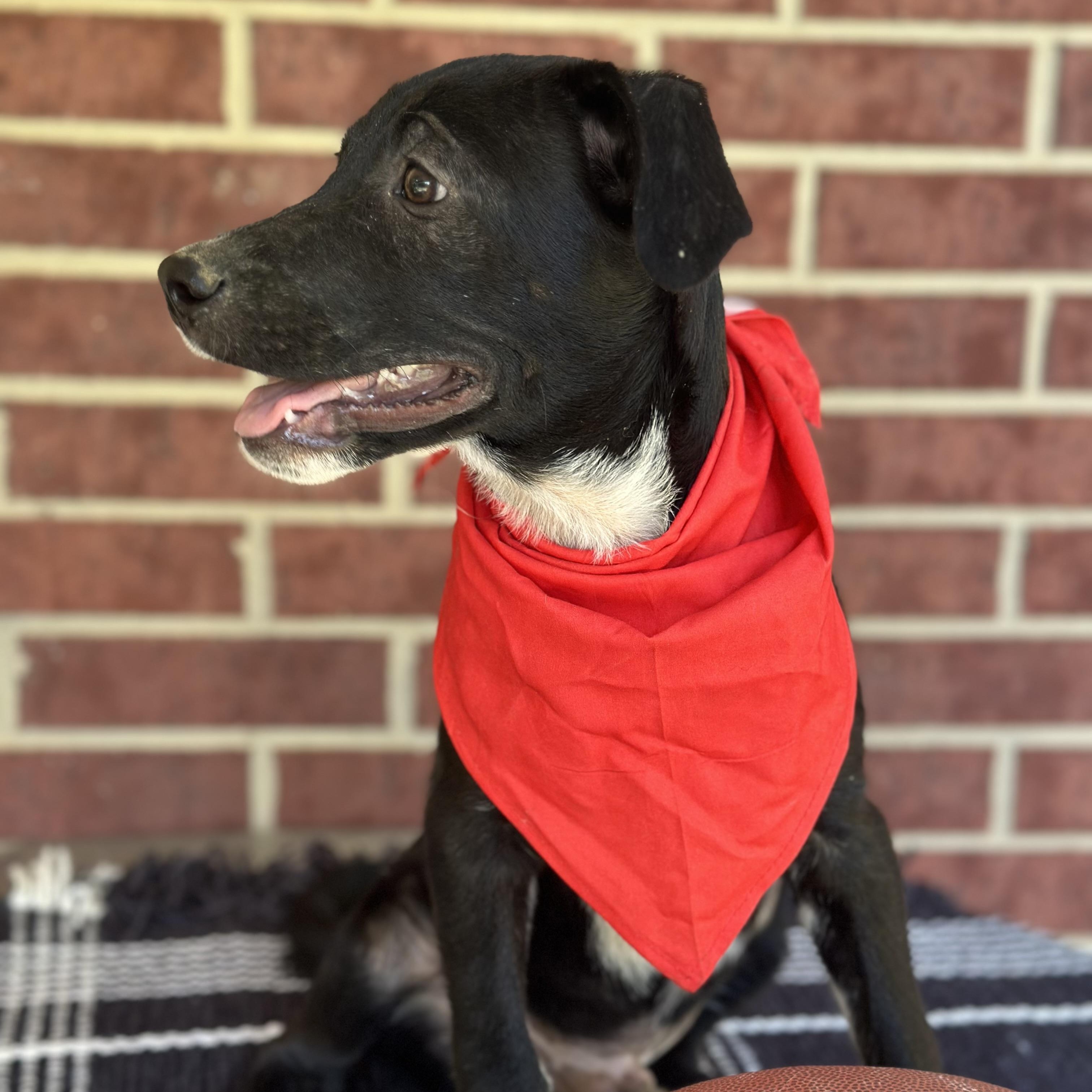 Dog for adoption - Hayes, a Black Labrador Retriever & Australian ...