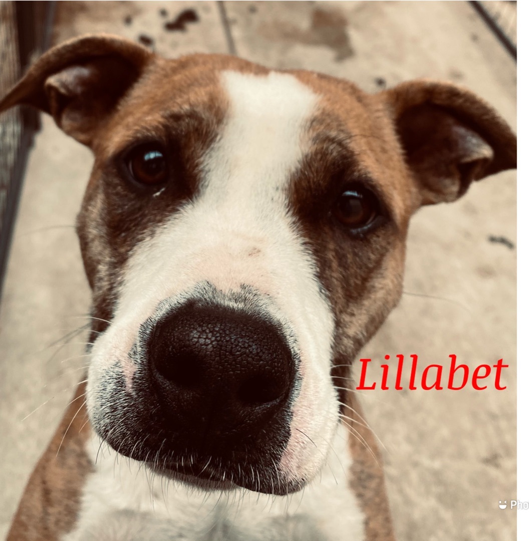 Dog for adoption - Lillbet, a Mixed Breed in Albany, NY | Petfinder
