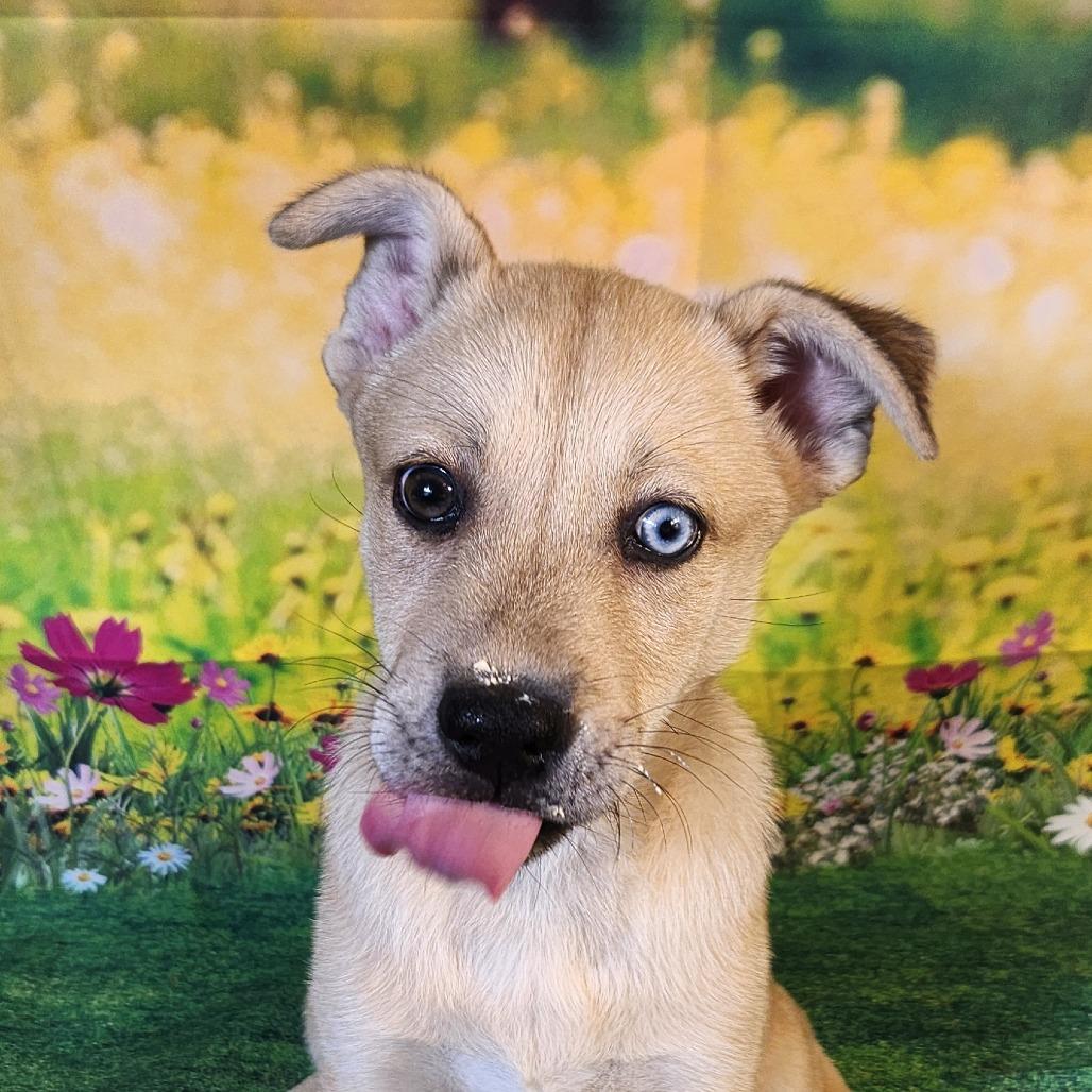 Dog for adoption - Wren JuM, a Labrador Retriever & Husky Mix in ...