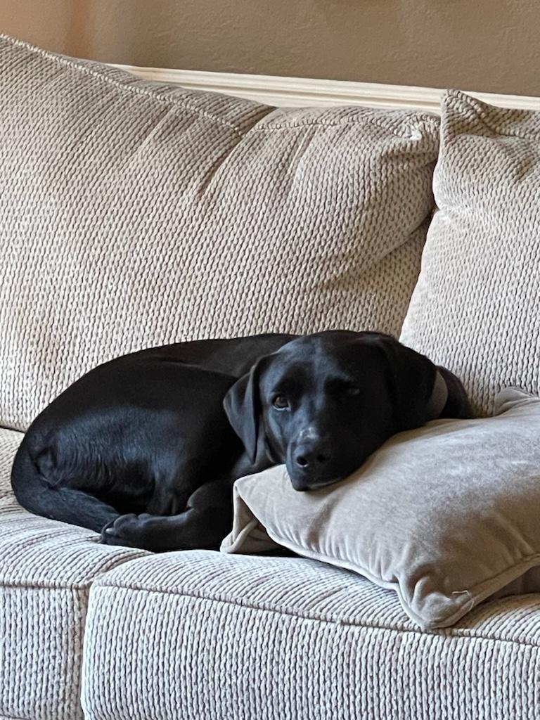 Dog for adoption - Nina " Lab Mix Female Lovely Loyal and Loving ", a ...