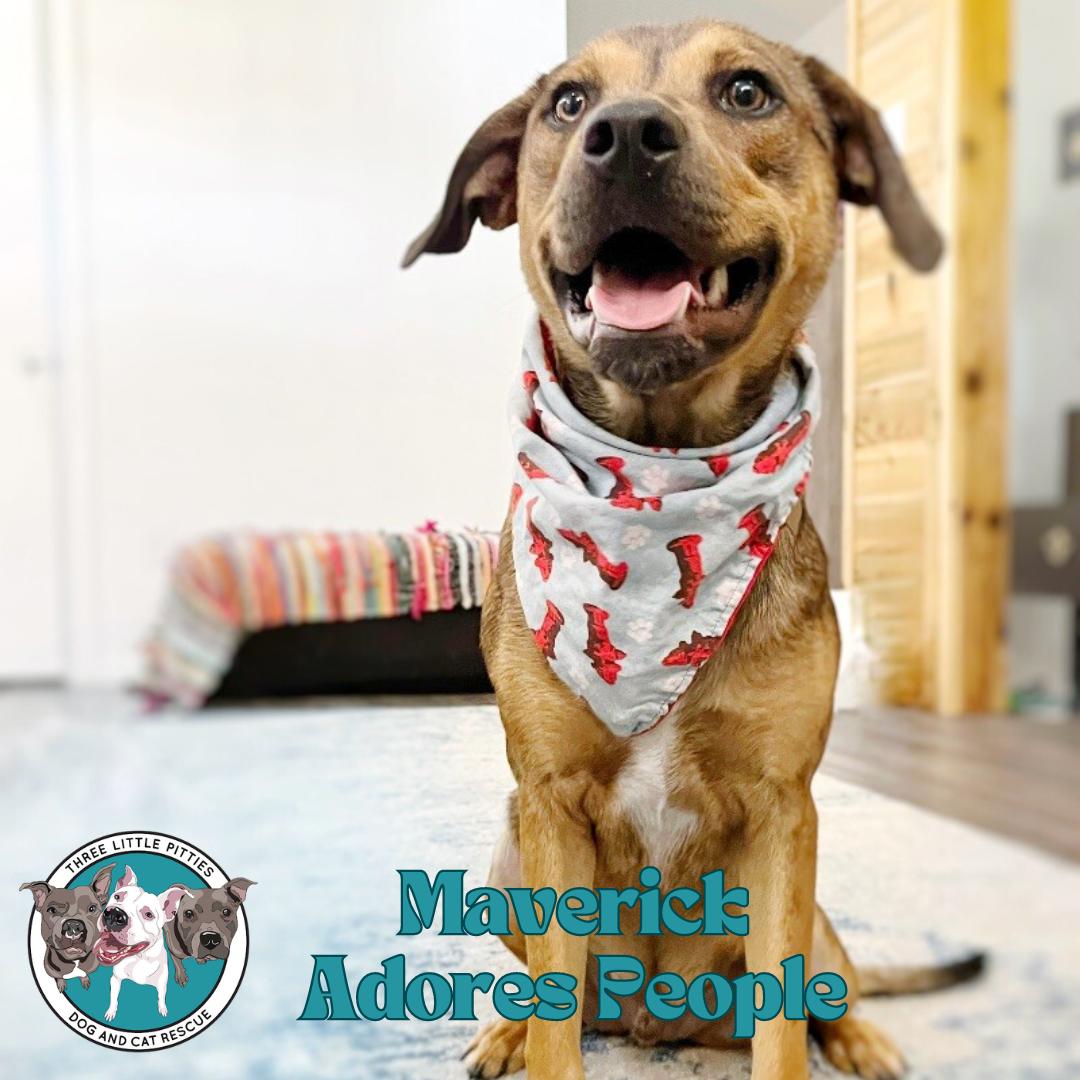 Dog for adoption - Maverick Adores People, a German Shepherd Dog ...