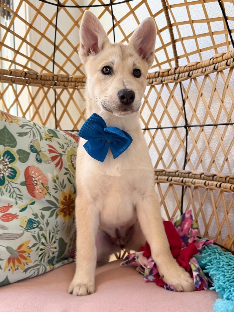 Dog for adoption - Chloe Fluffaluffagus, a Husky & Shepherd Mix in ...