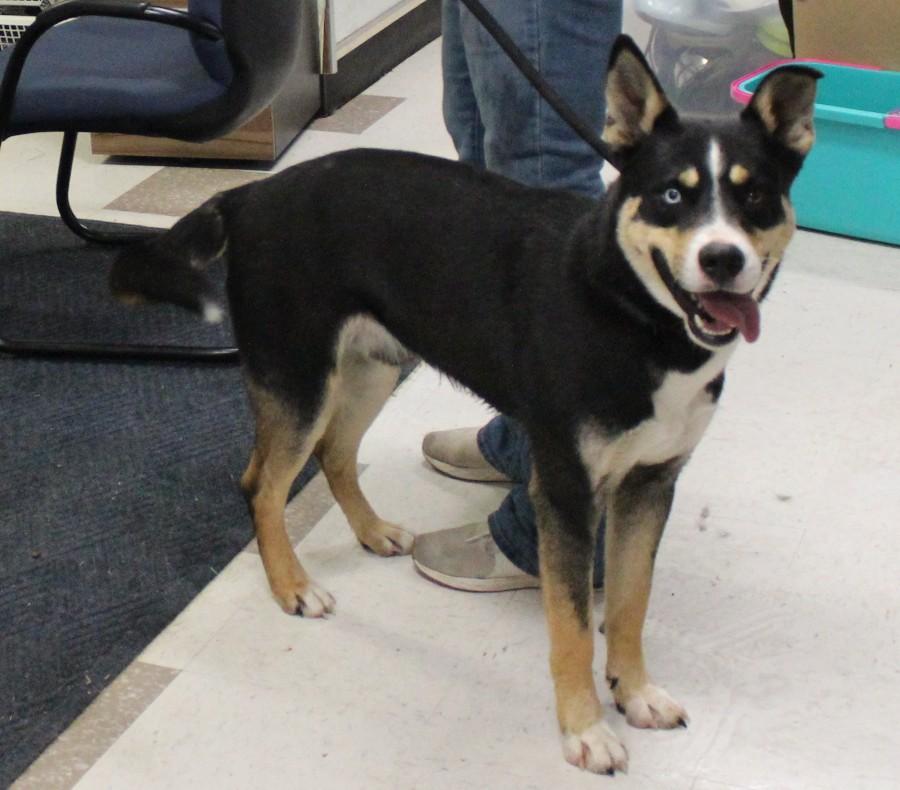 Dog for adoption - ECHO, a Husky Mix in Claremore, OK | Petfinder