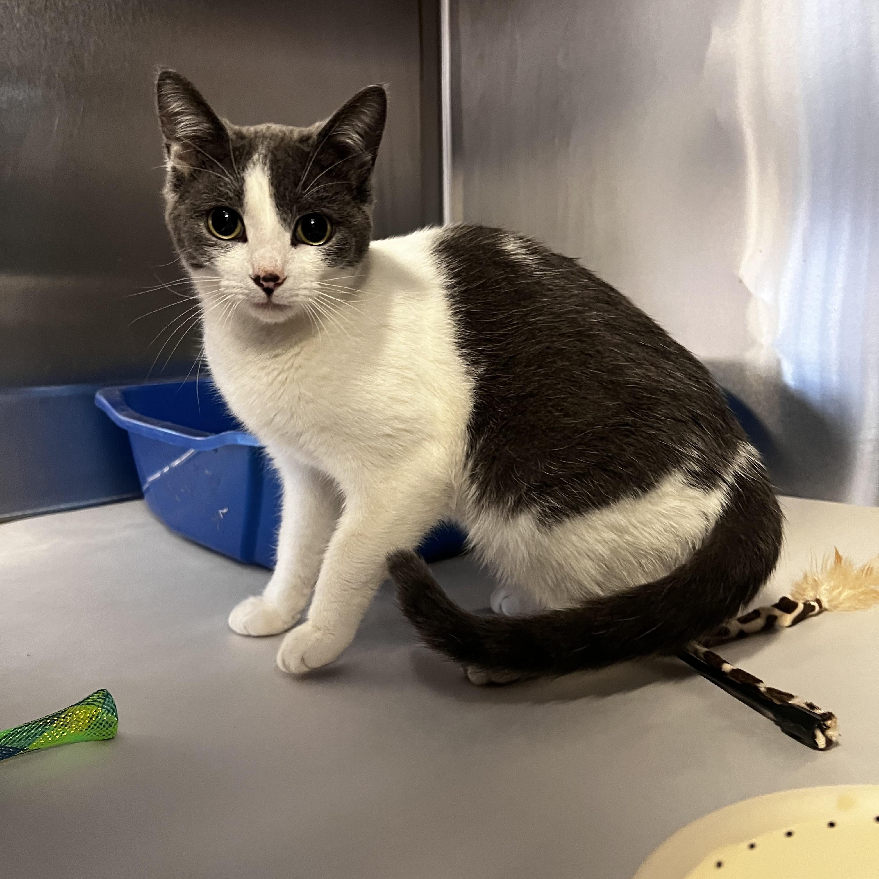 Cat for adoption - Eggy, a Domestic Short Hair in Whitby, ON | Petfinder