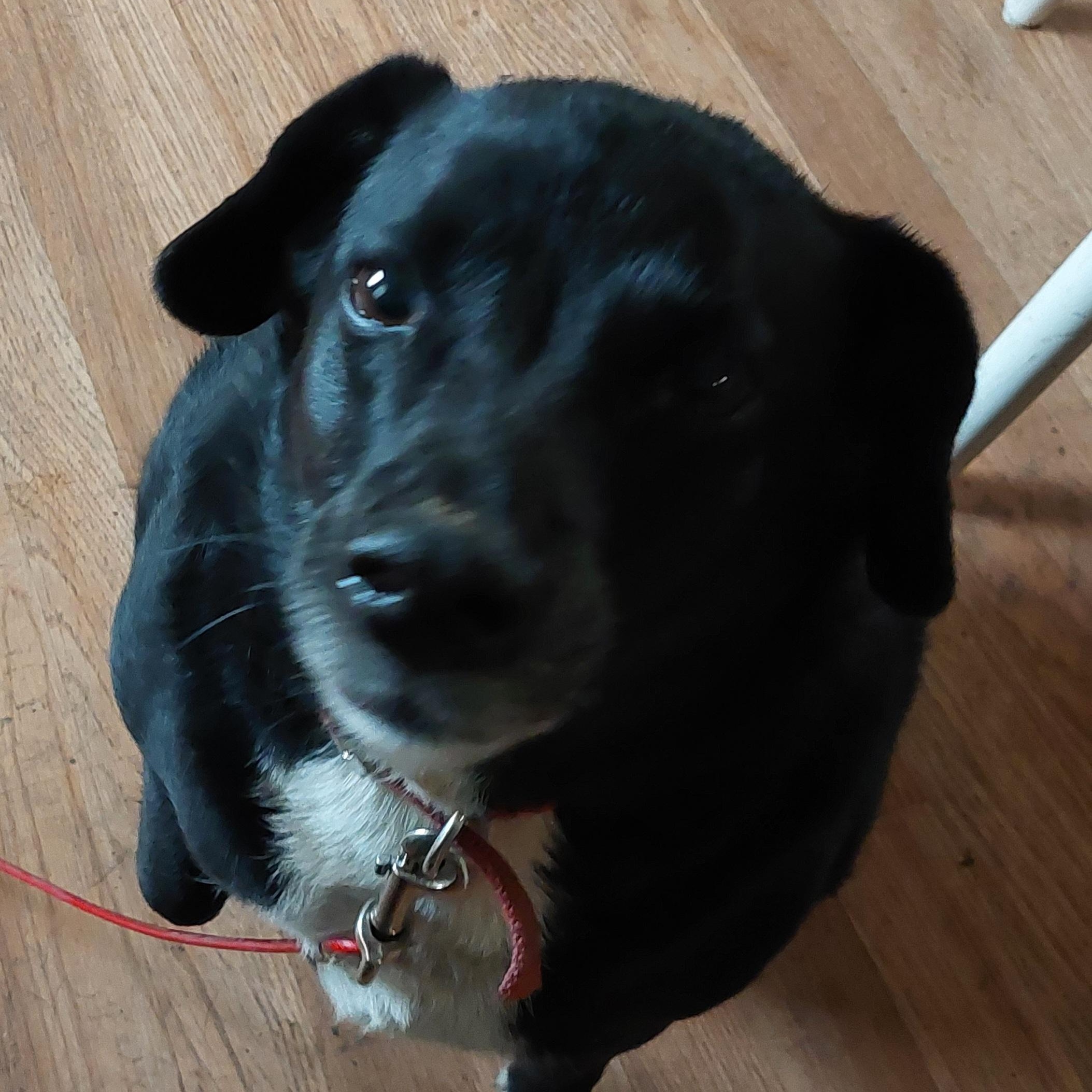 Dog for adoption - **COURTESY LISTING** Toby, a Mixed Breed in Moscow ...