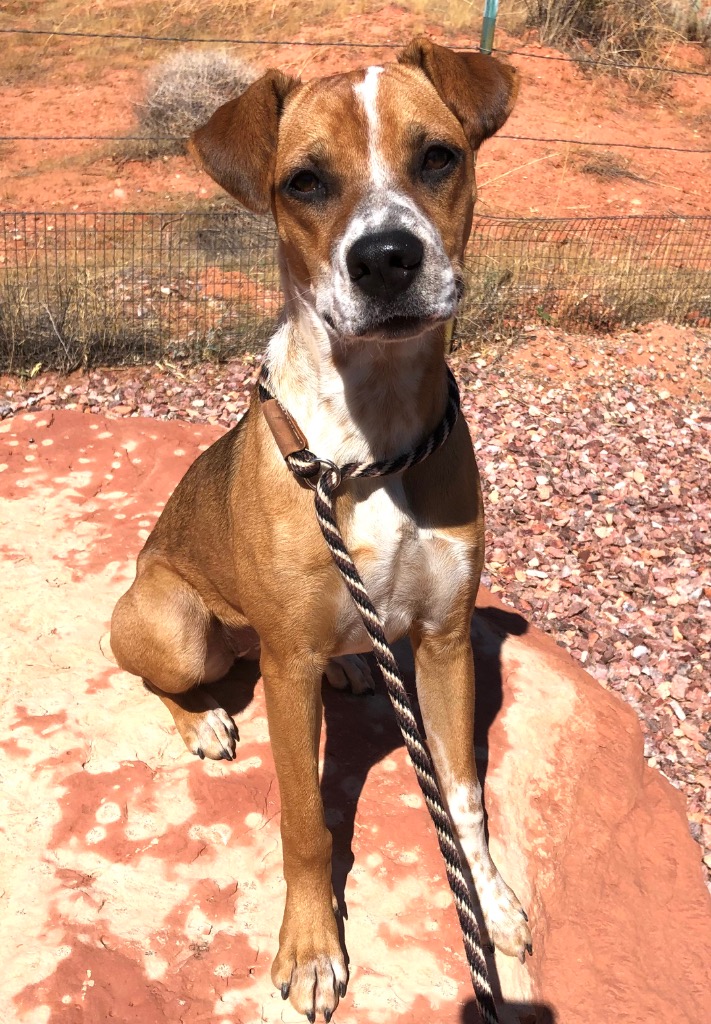 Dog for adoption - Ms. Honey, a Pit Bull Terrier in Saint George, UT | Petfinder