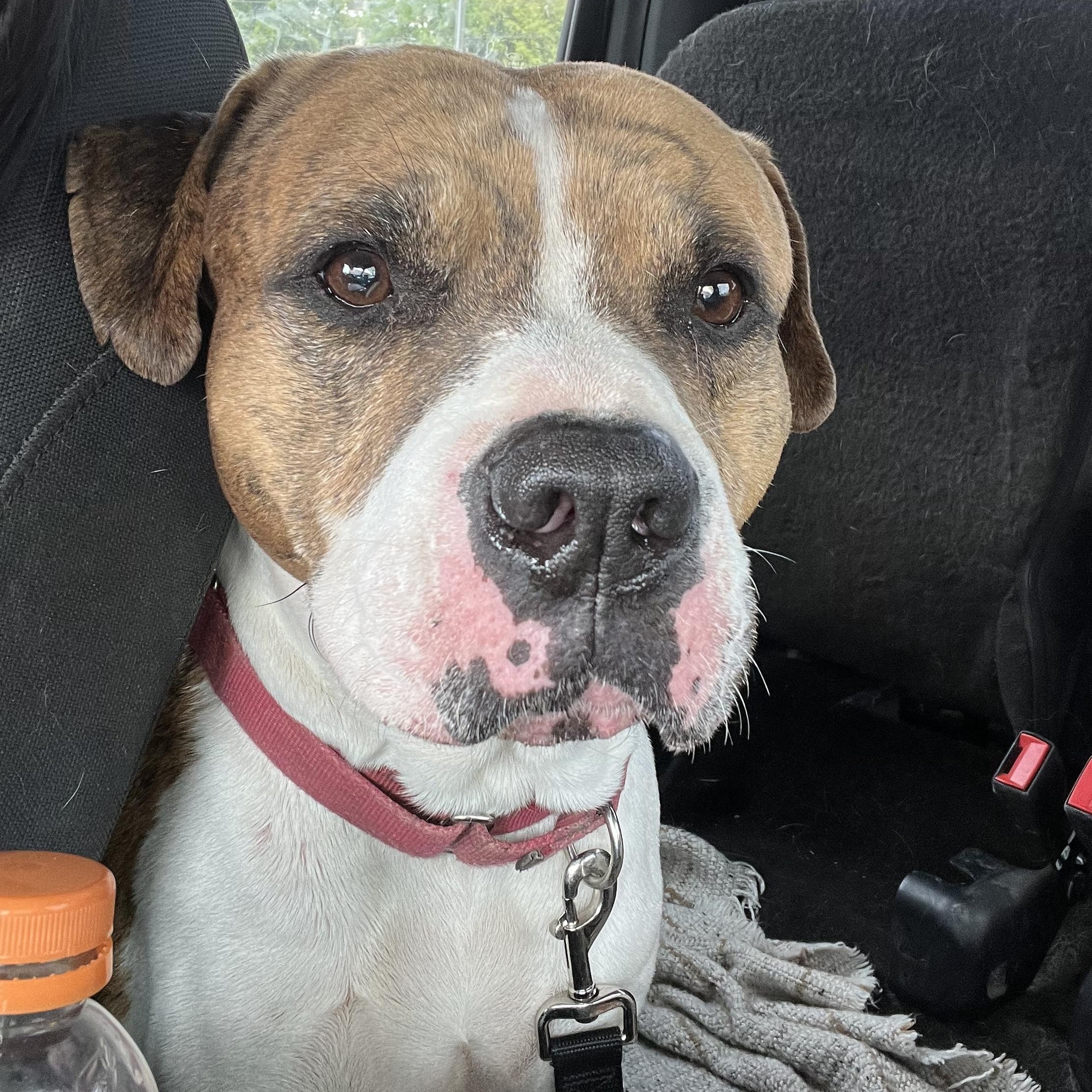 Dog for adoption - Tigger, a Boxer Mix in Portland, ME | Petfinder