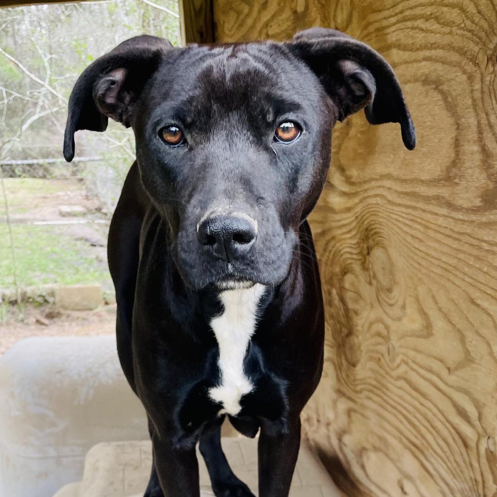 Dog for adoption - Juliet, a Black Labrador Retriever Mix in Horseheads ...