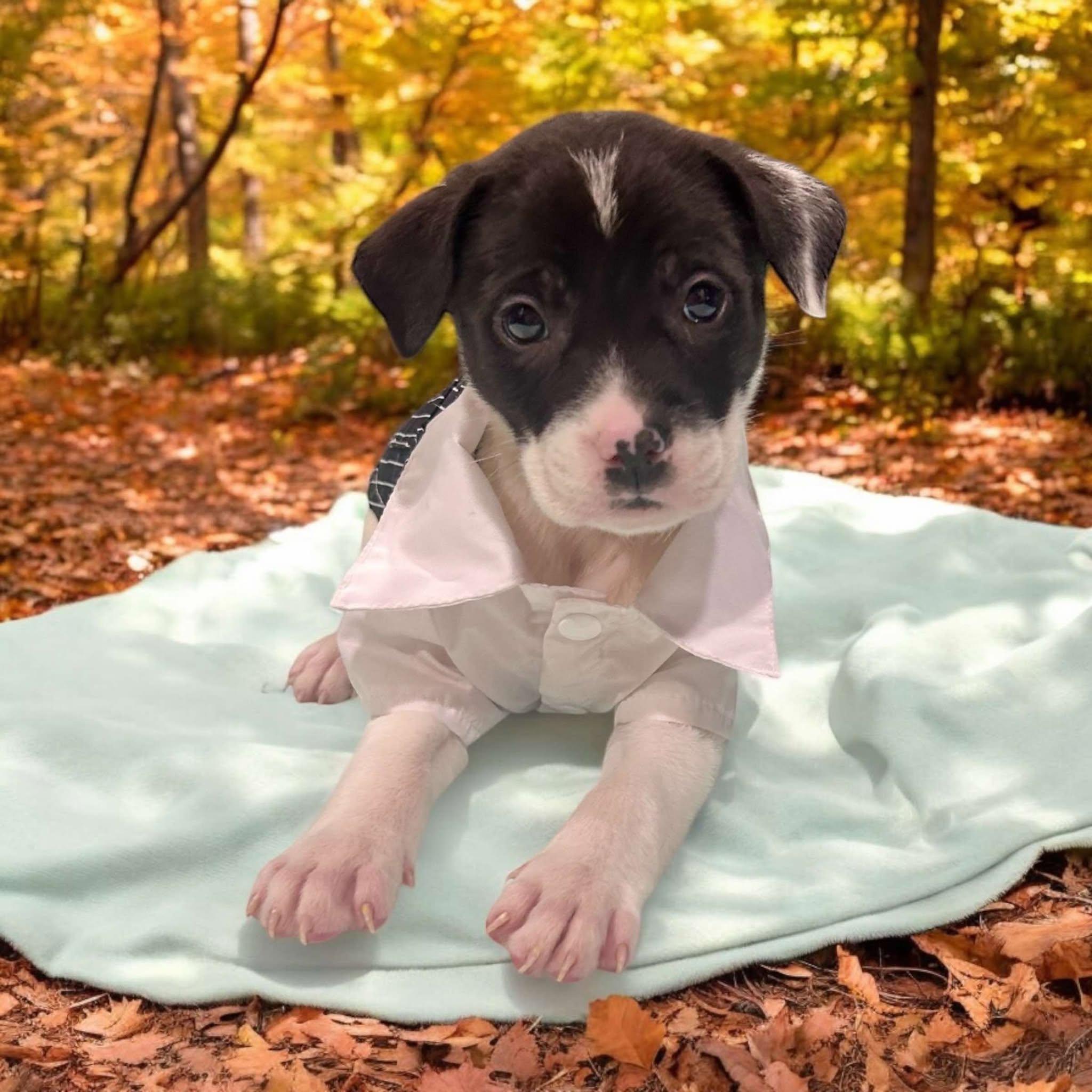 Dog for adoption - Chard, a Pit Bull Terrier Mix in Madison , WI ...