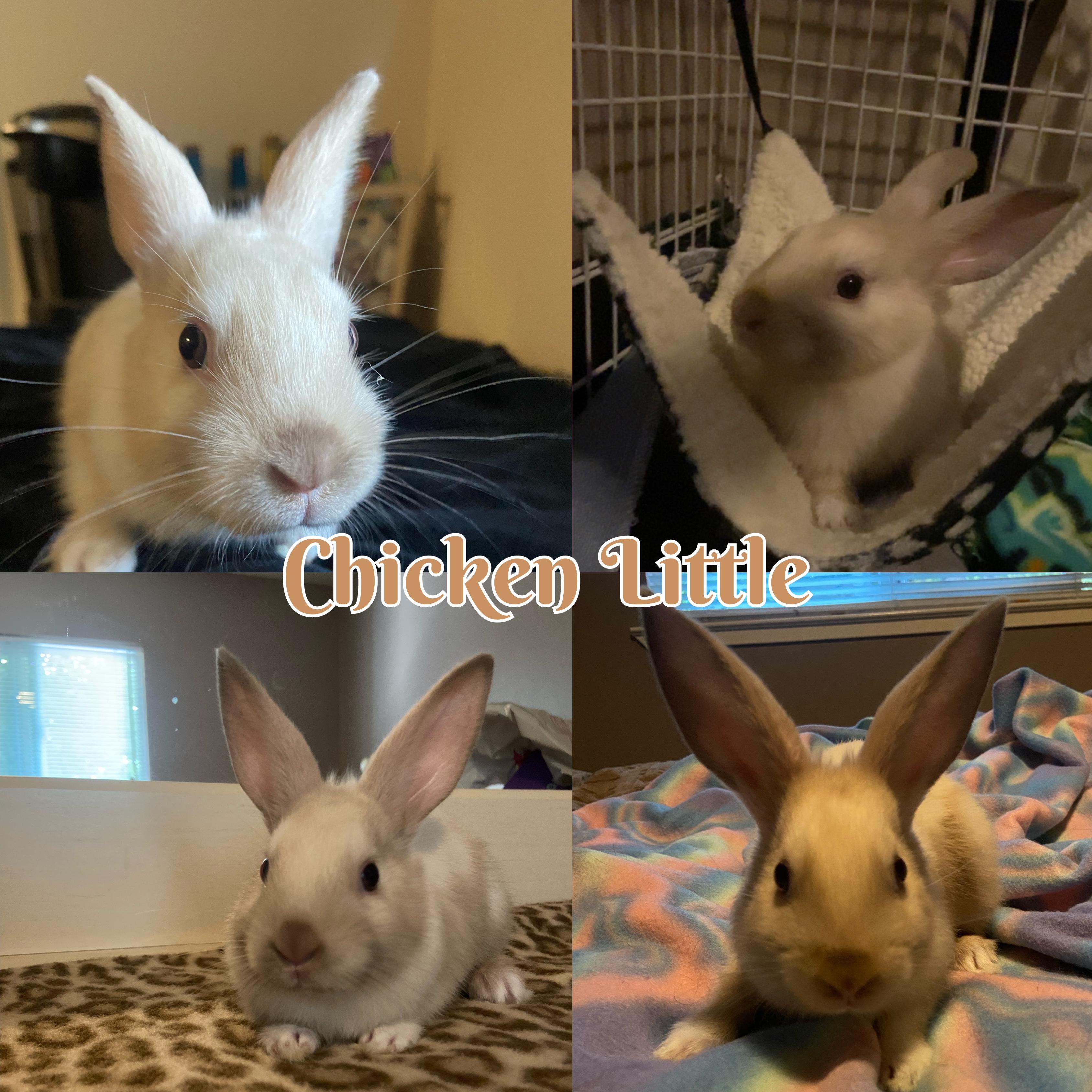 Rabbit for adoption - Chicken Little, a New Zealand Mix in Ripon, CA ...