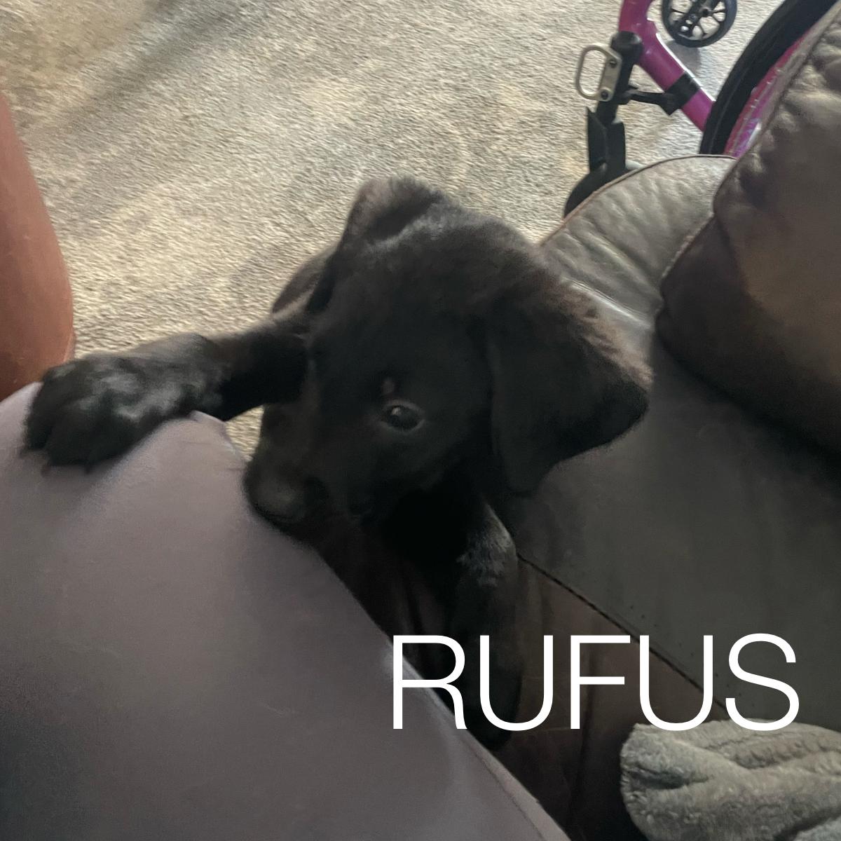 Dog for adoption - Rufus, a Labrador Retriever & Norwegian Elkhound Mix ...