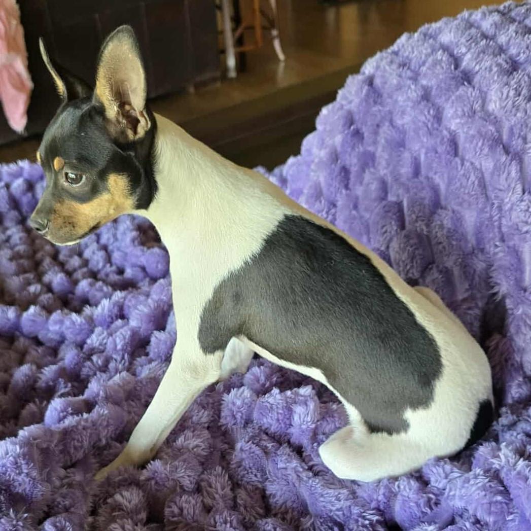 Dog for adoption - Belvedere, a Toy Fox Terrier & Chihuahua Mix in ...