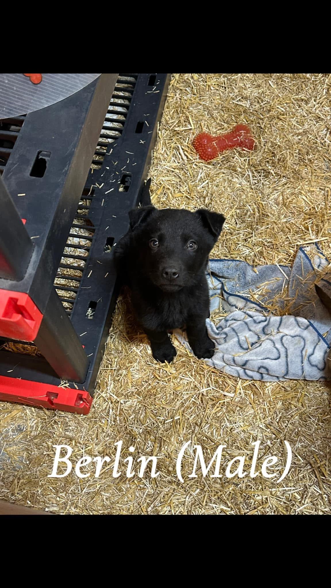 Dog for adoption - Berlin, a Shepherd Mix in Humboldt , SK | Petfinder