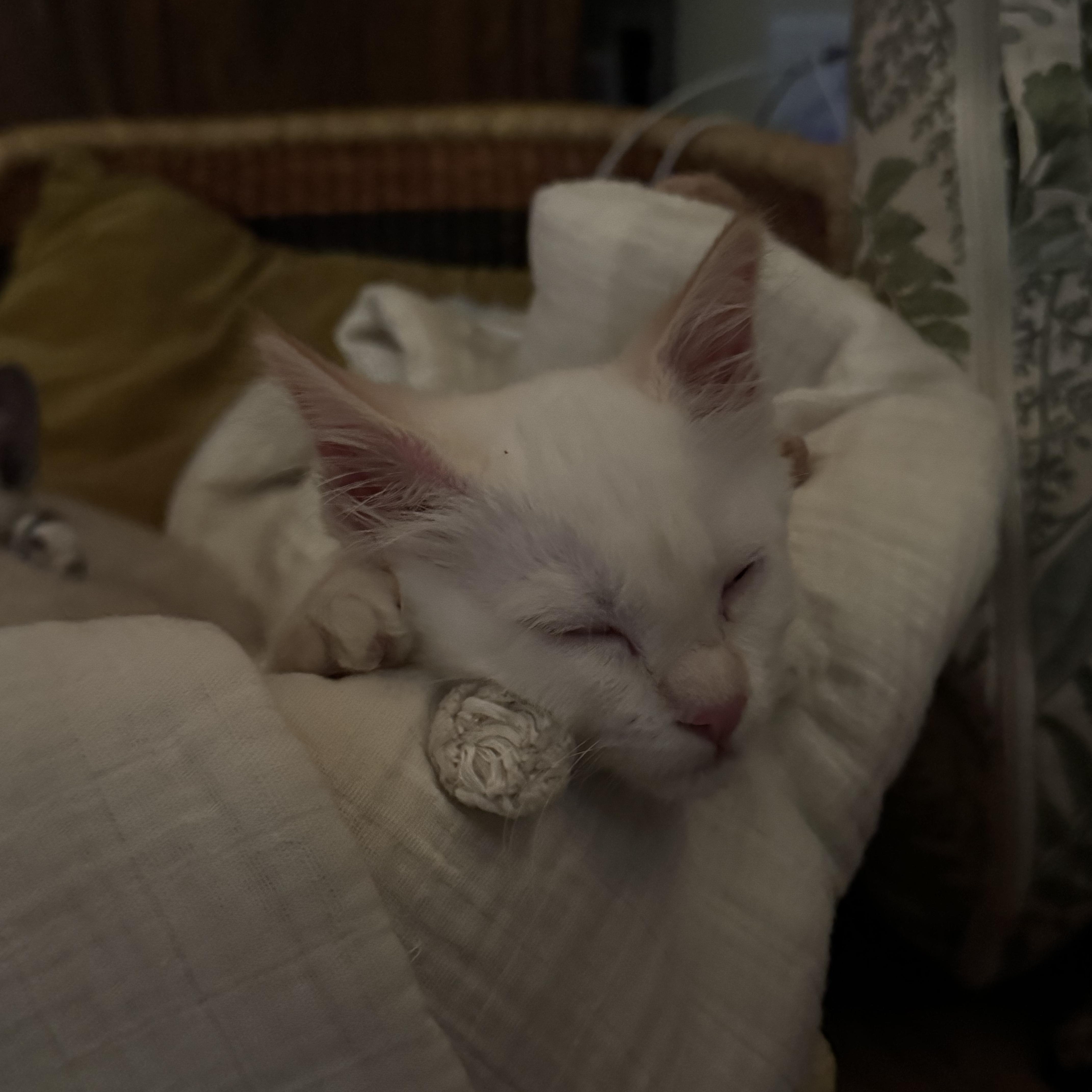 Siobhan (available 2/12/26) - Adoptable Pet | Petfinder | Petfinder
