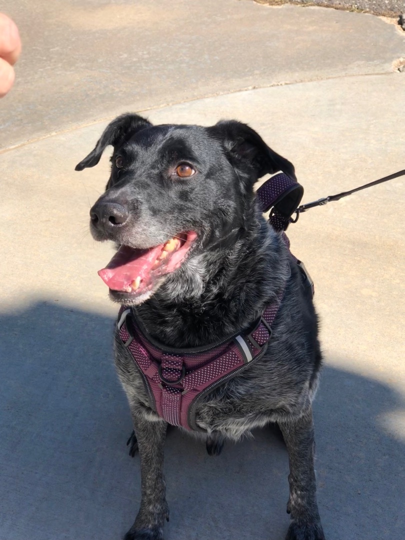 Dog for adoption - Jesse, an Australian Cattle Dog / Blue Heeler ...