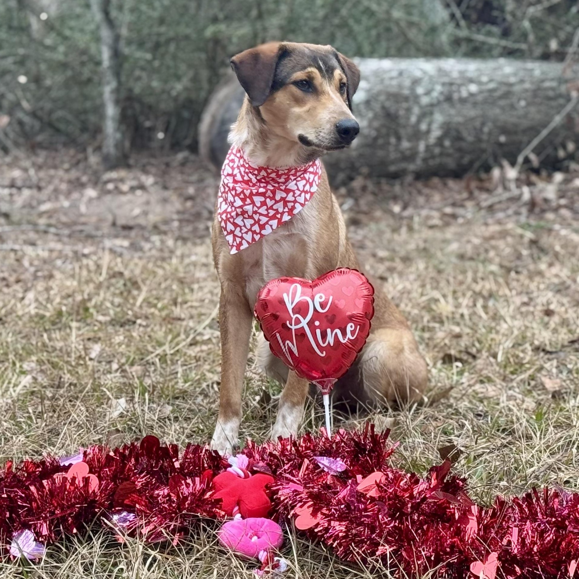 Dog for adoption - Chip, an Australian Cattle Dog / Blue Heeler ...