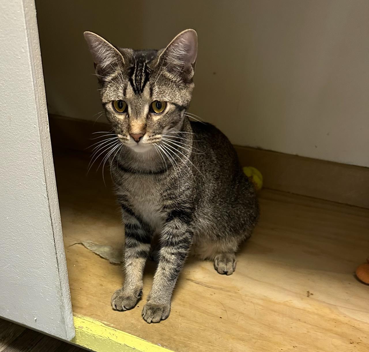 Cat for adoption - Fester, a Tabby in St. Ignace, MI | Petfinder