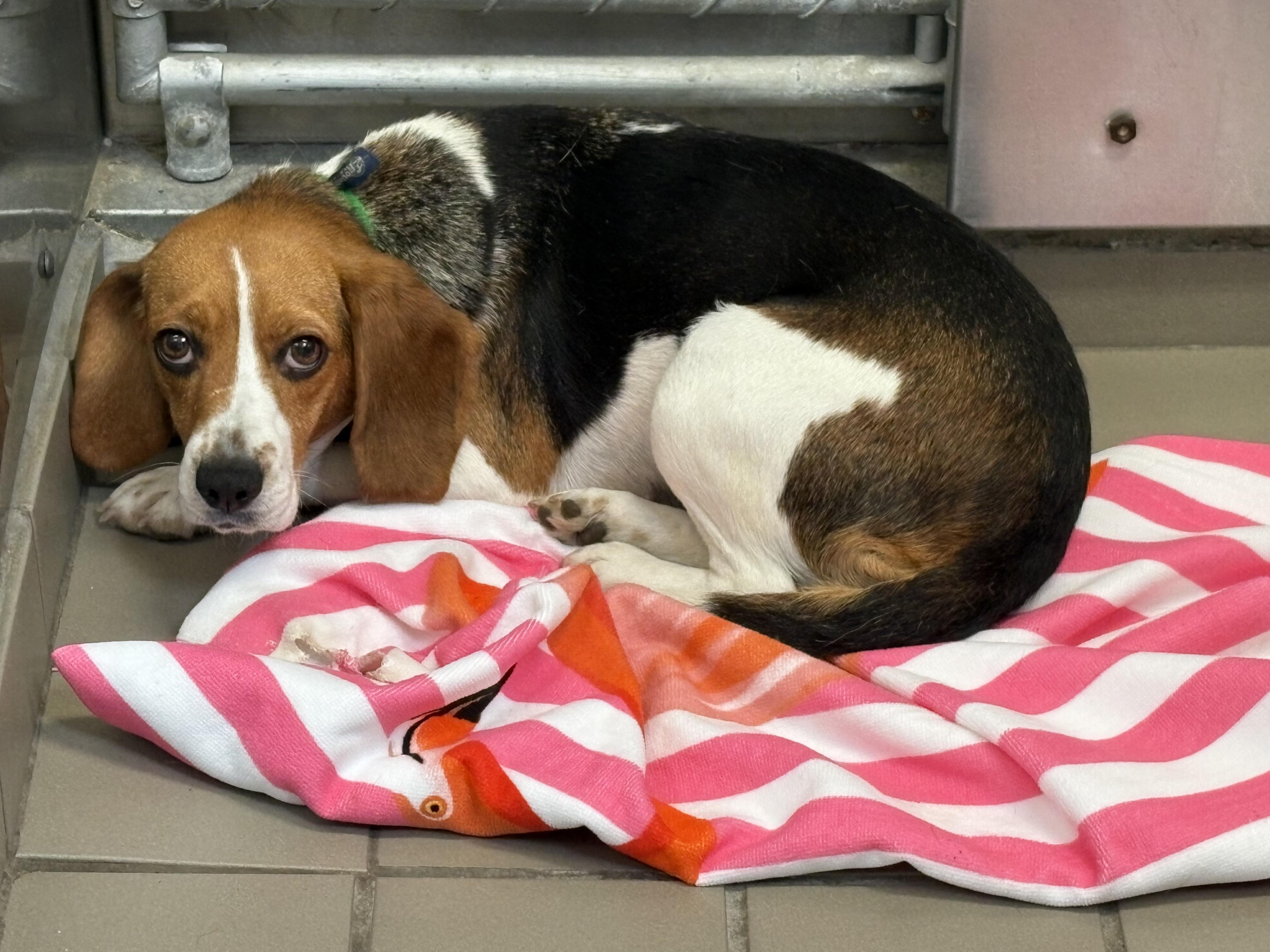 Dog for adoption - Freckles, a Beagle in Wantagh, NY | Petfinder
