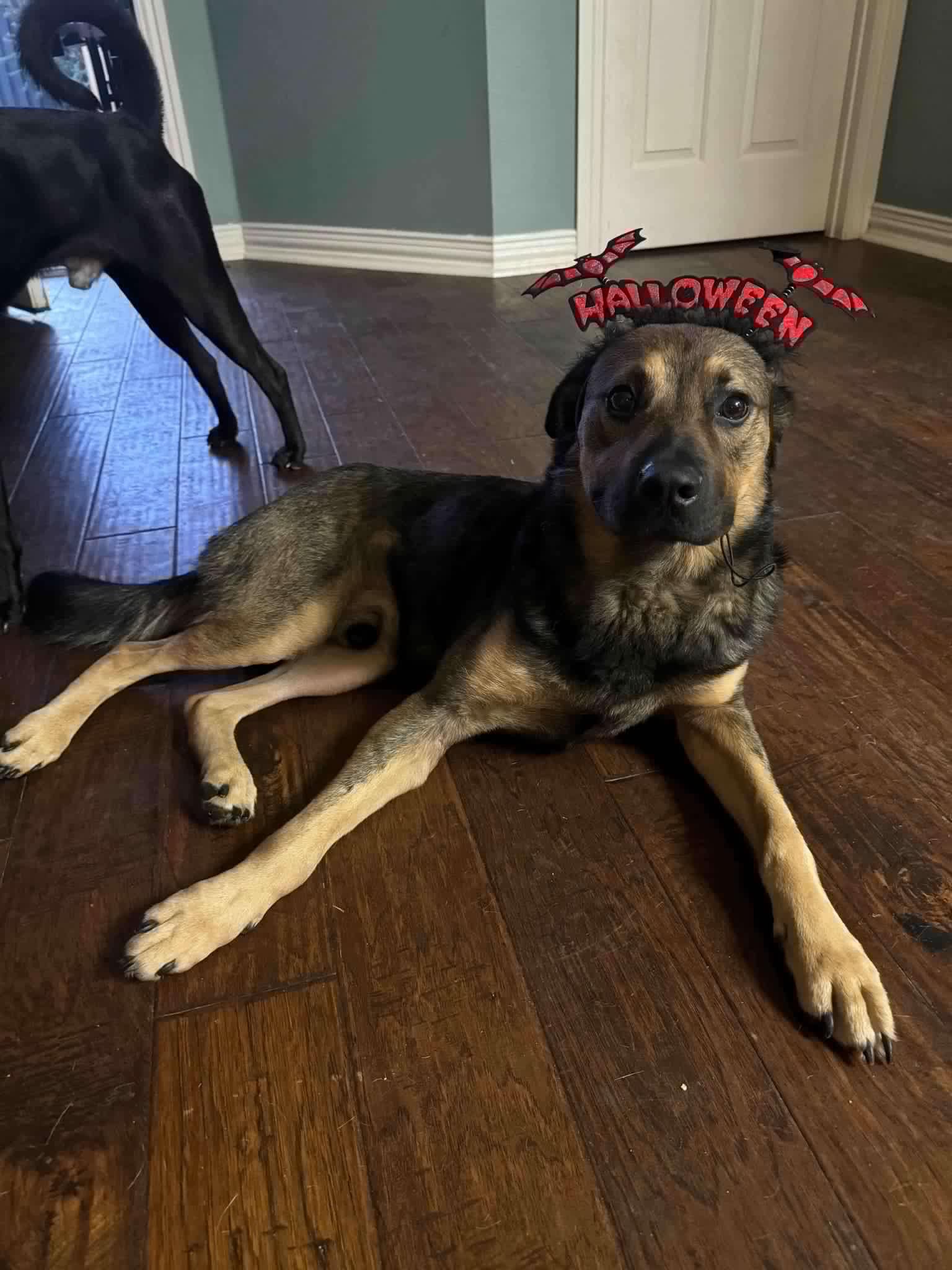 Dog for adoption - Benjamin, a German Shepherd Dog Mix in Mckinney, TX ...