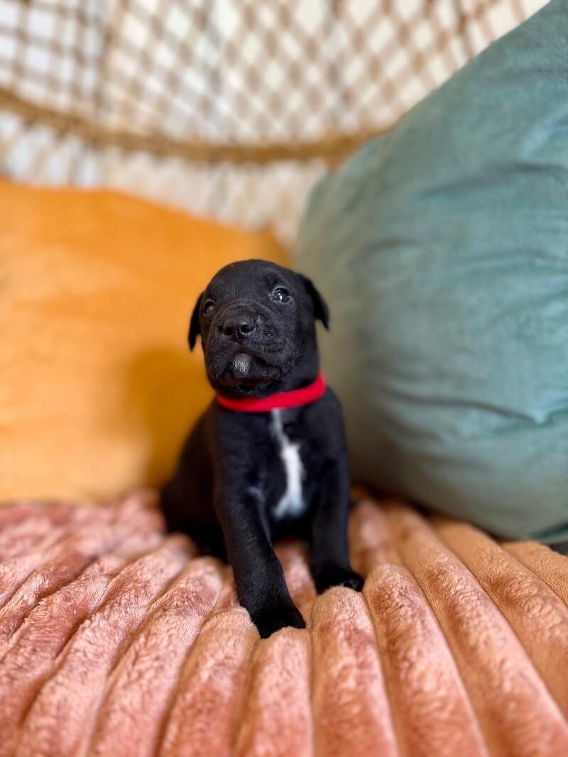 Dog for adoption - Saba Sushi, a Labrador Retriever & Pit Bull Terrier ...