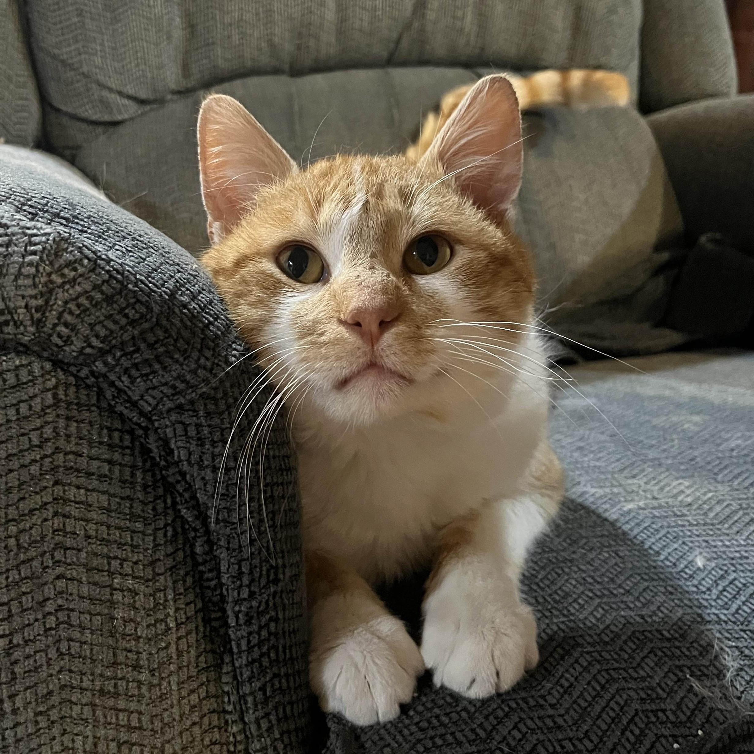 Cat for adoption - Garfield, a Domestic Short Hair in Mineral Point, WI ...