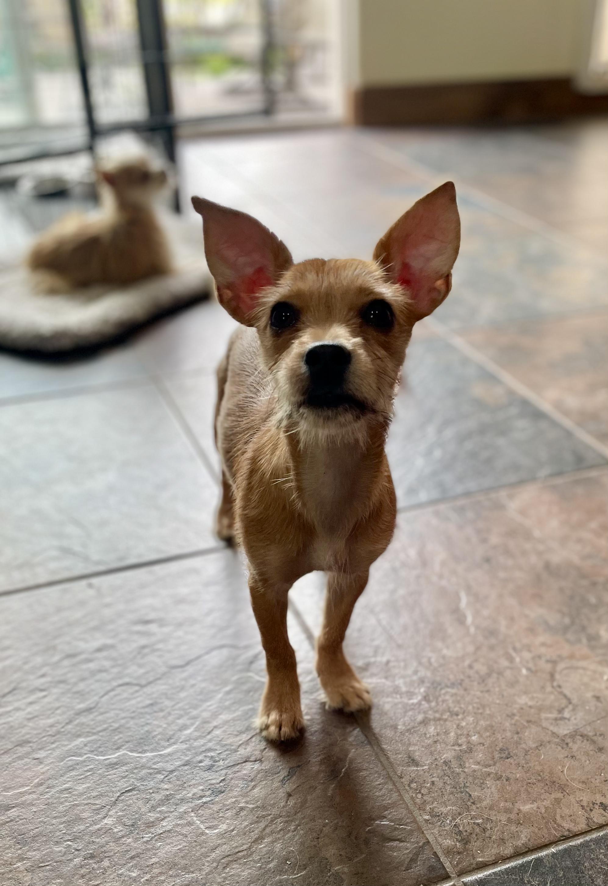 Dog for adoption - Darla, a Wirehaired Dachshund & Terrier Mix in Carr ...