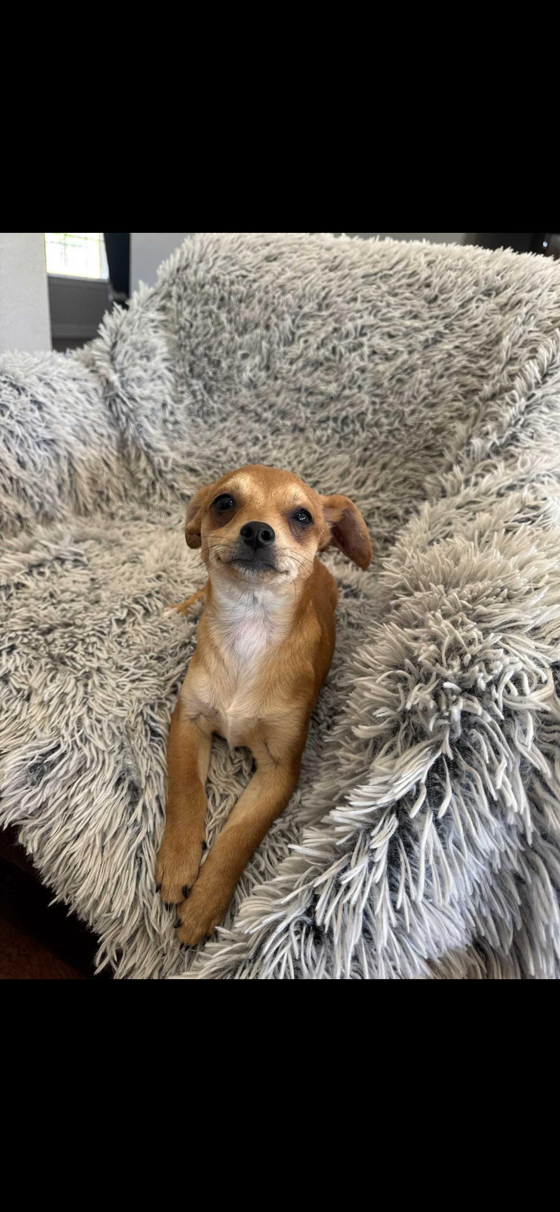 Dog for adoption - Ricky, a Chihuahua & Dachshund Mix in Armada, MI ...