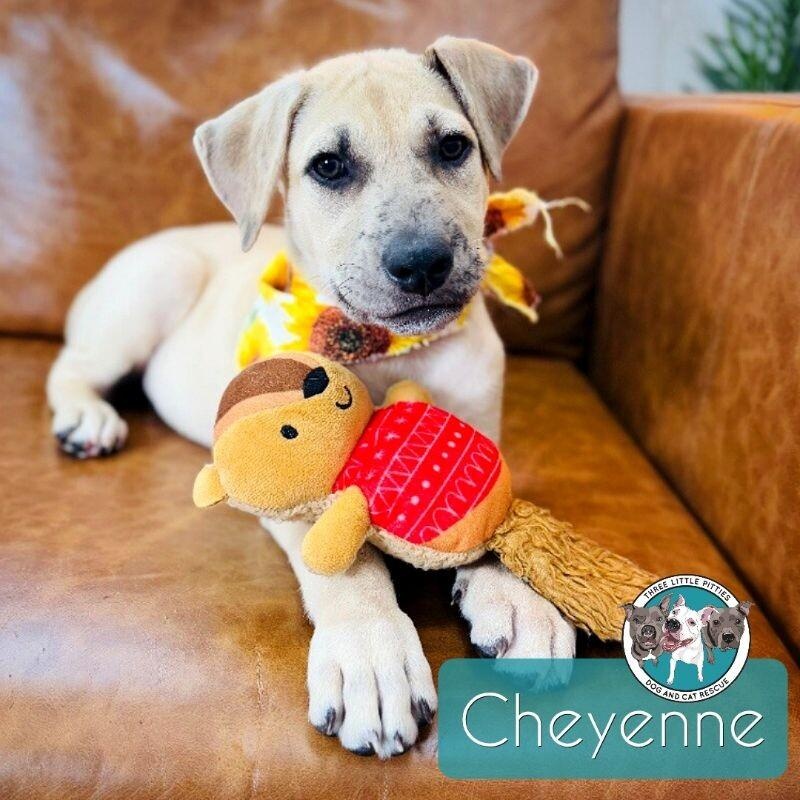 Dog for adoption - Cheyenne Truck, a Labrador Retriever & Pit Bull ...