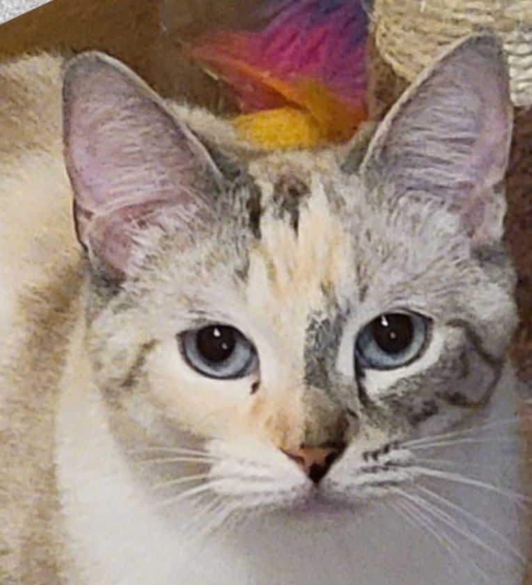 Cat for adoption - Savanna, a Siamese in Huntley, IL | Petfinder