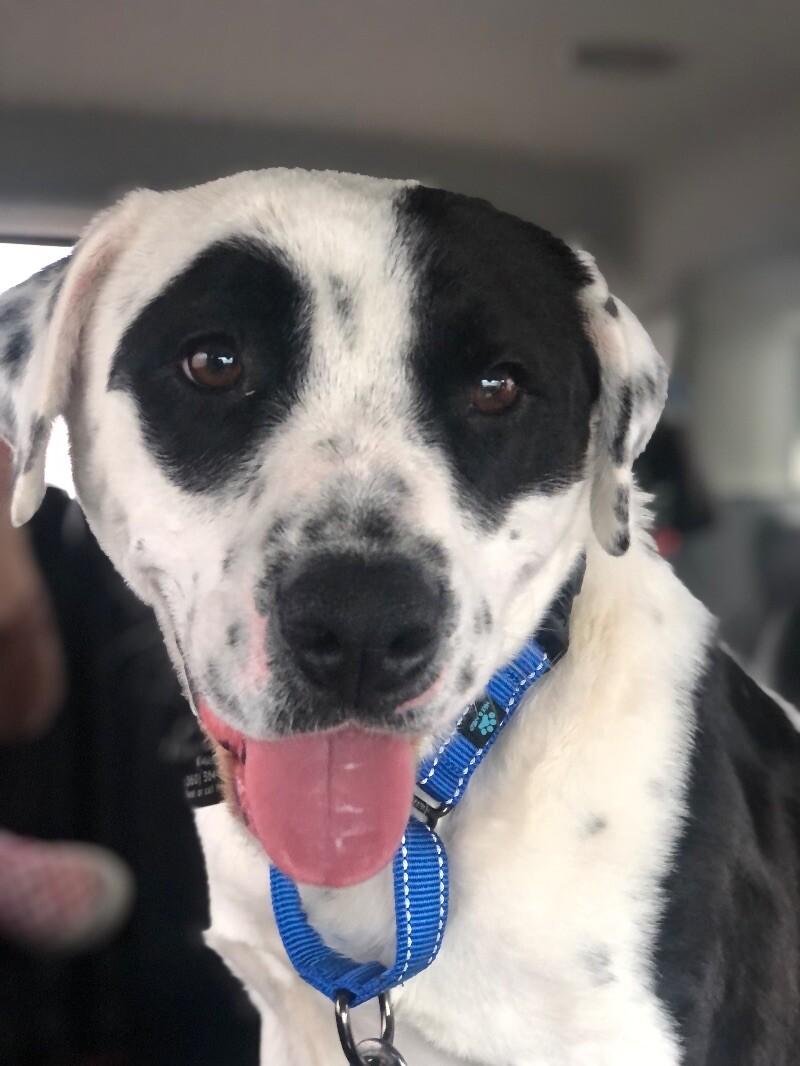 Dog for adoption - Courage the silliest cuddlebug, a Pointer & Labrador ...