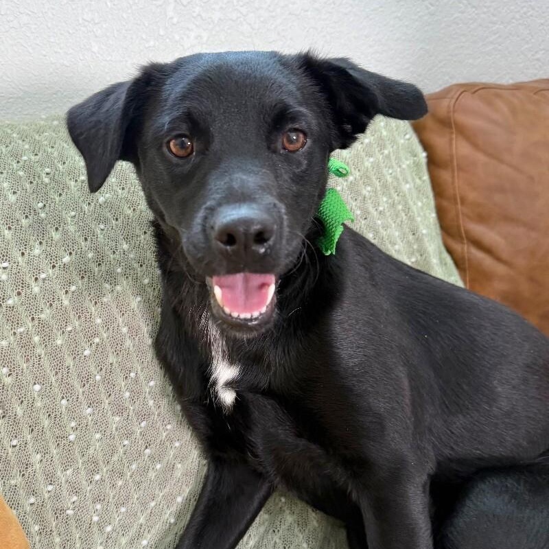 Dog for adoption - Ellie Bellie, a Labrador Retriever & Chihuahua Mix ...