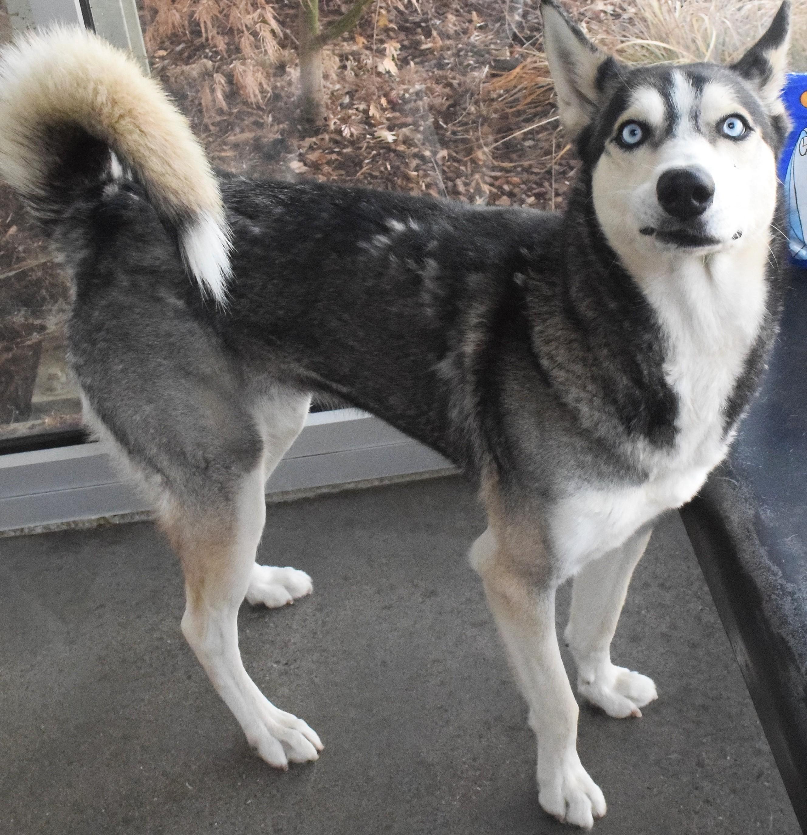 #21953 - Adoptable Pet | Petfinder | Petfinder